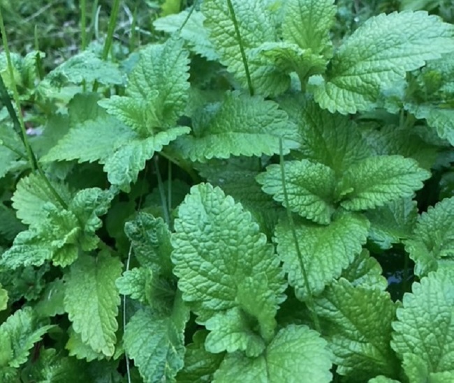 Get To Know Lemon Balm