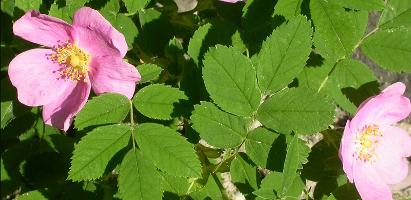 Get To Know: Wild Roses